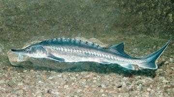 Valea Vâlsanului, singurul loc din lume unde supravieţuieşte aspretele ...